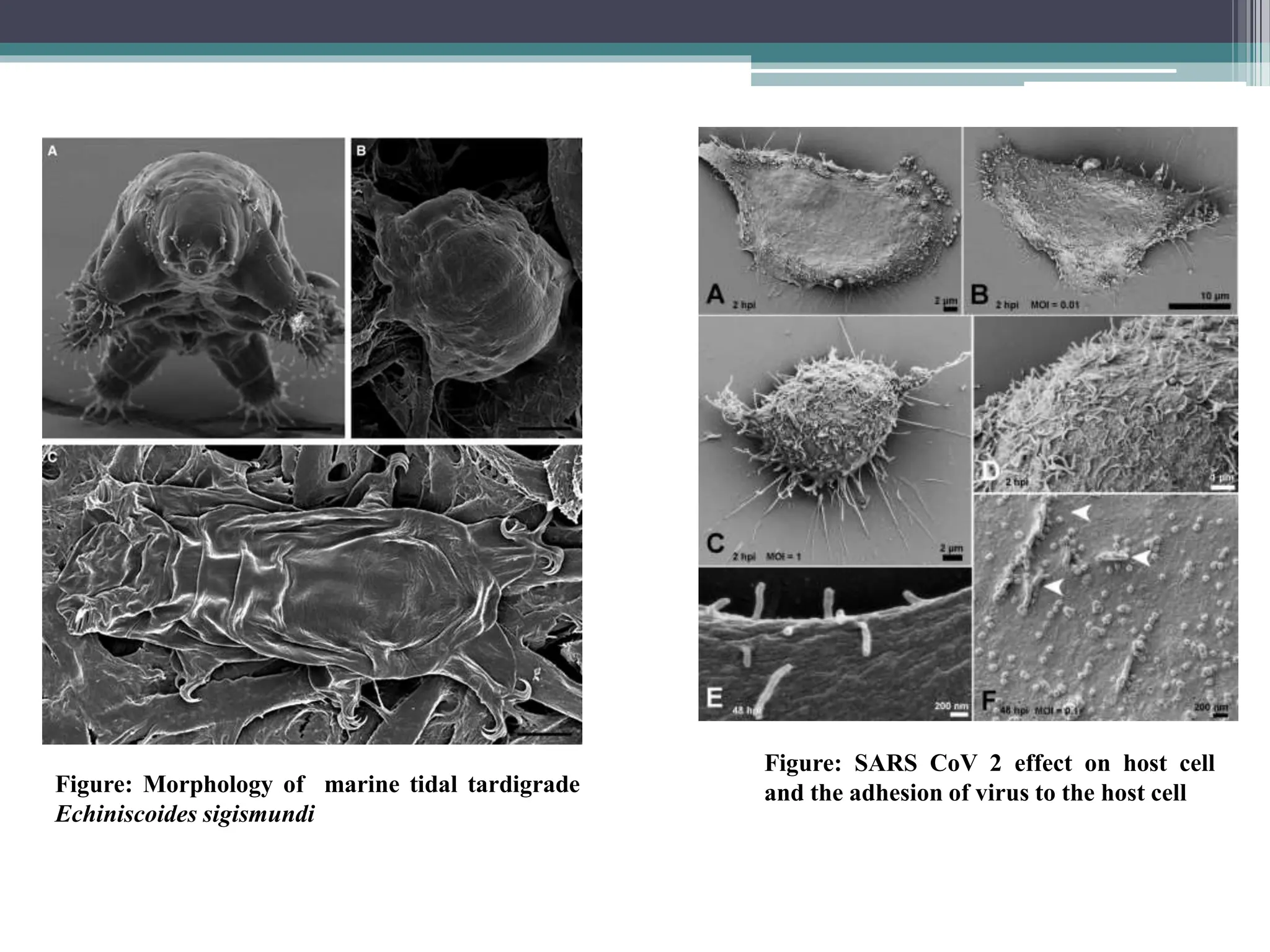 Scanning Electron Microscopy Advantages, Application and Disadvantages ...