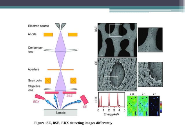 Scanning Electron Microscopy Advantages, Application and Disadvantages | PPTX