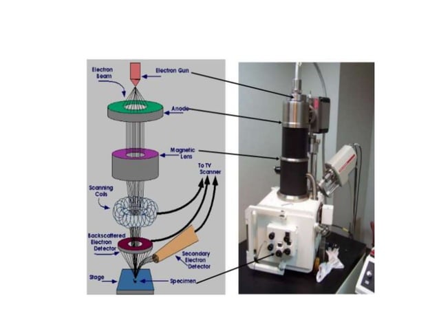 Recent Advances in microscopy | PPTX | Biological Sciences | Science