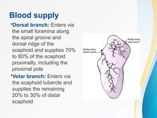 scaphoid FRACTURE(1).pptxccccccccccccccc | PPTX
