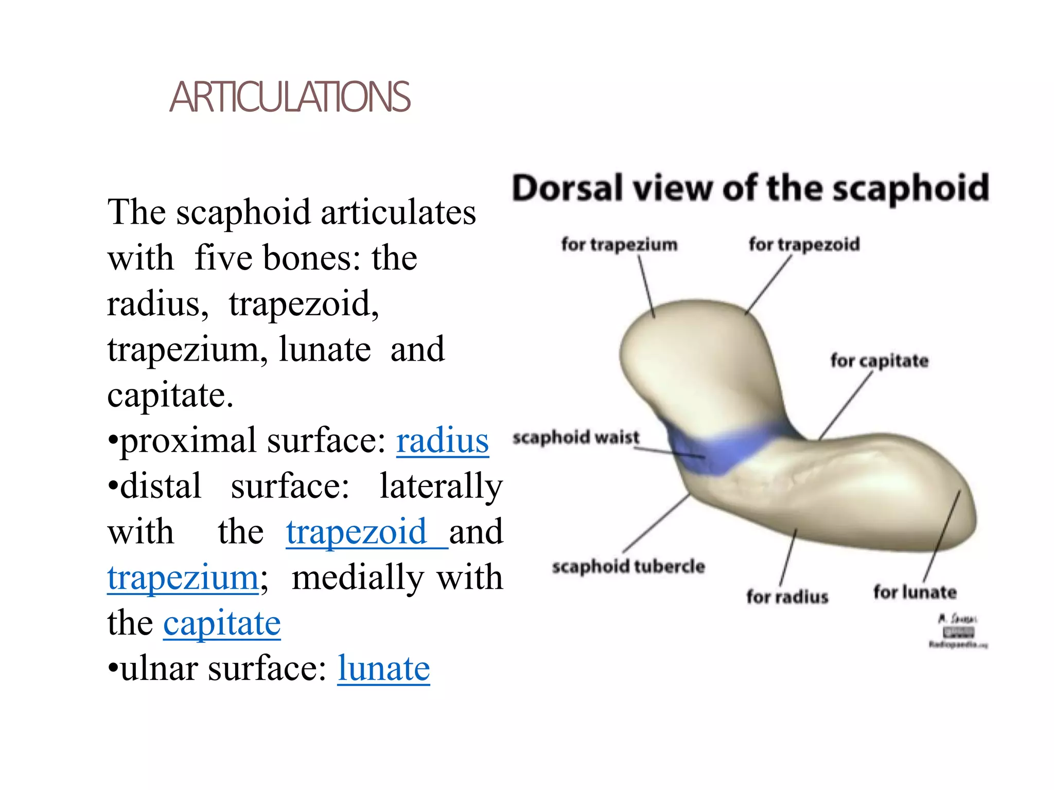 Scaphoid fracture and non union | PPTX