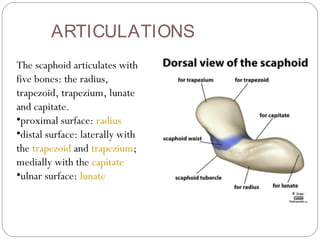 Scaphoid Bone Anatomy