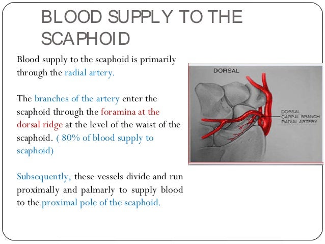 Scaphoid fracture and nonunion