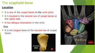 scaphoid fracture physical therapy presentation.pptx