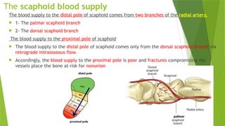 scaphoid fracture physical therapy presentation.pptx