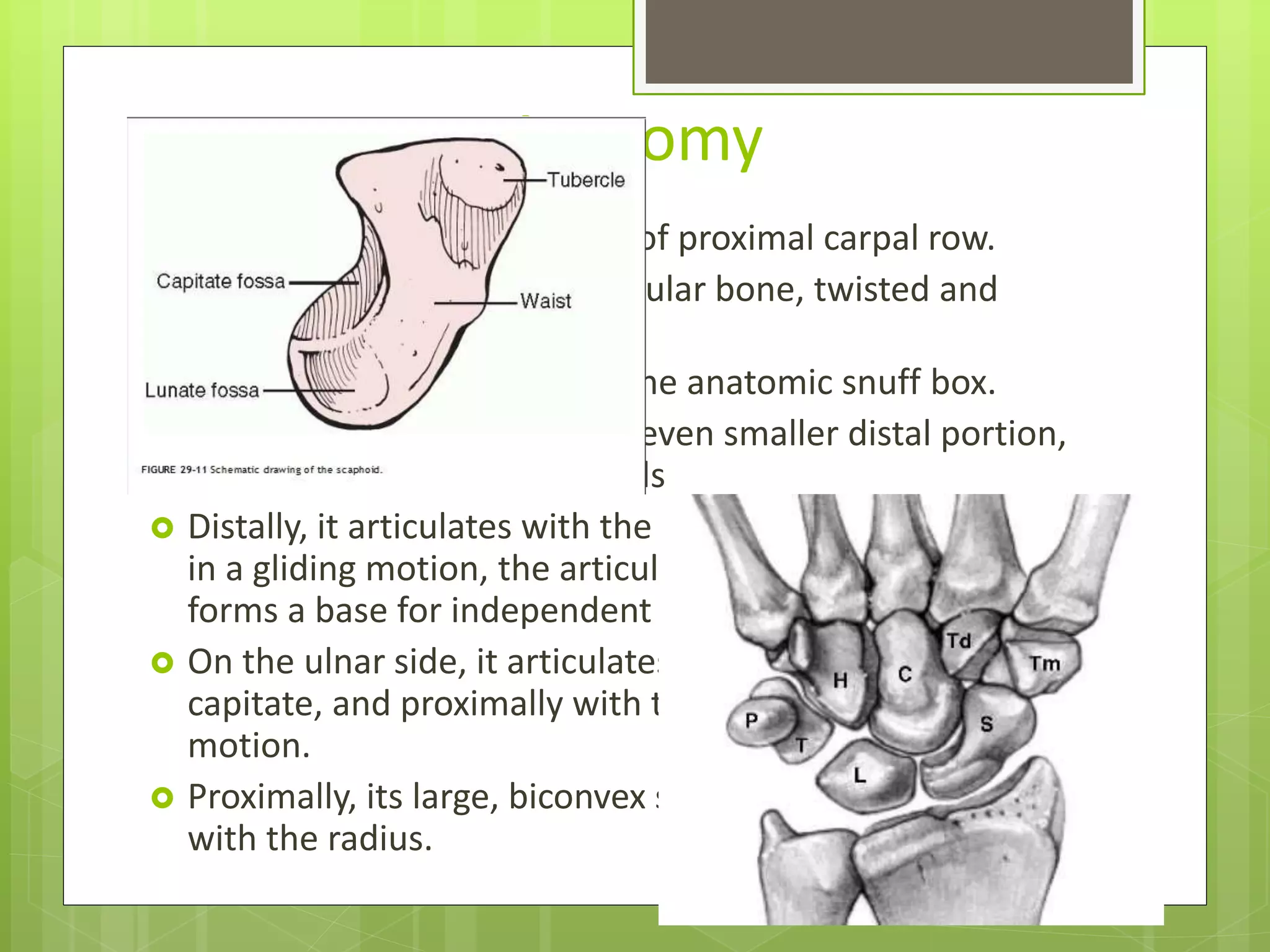 Scaphoid fractures | PPTX