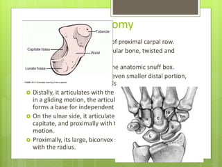 Scaphoid fractures | PPT