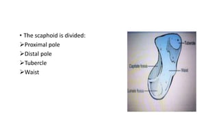 Scaphoid fractures | PPTX