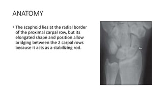 Scaphoid fractures | PPT