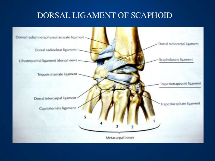 Scaphoid journal