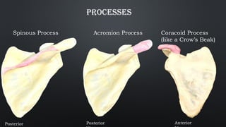 Scapula- grttggtdr gtdvhhg gddfghdf cddfgfd | PPT