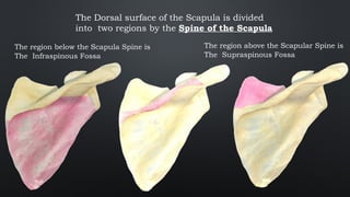 Scapula- grttggtdr gtdvhhg gddfghdf cddfgfd | PPT
