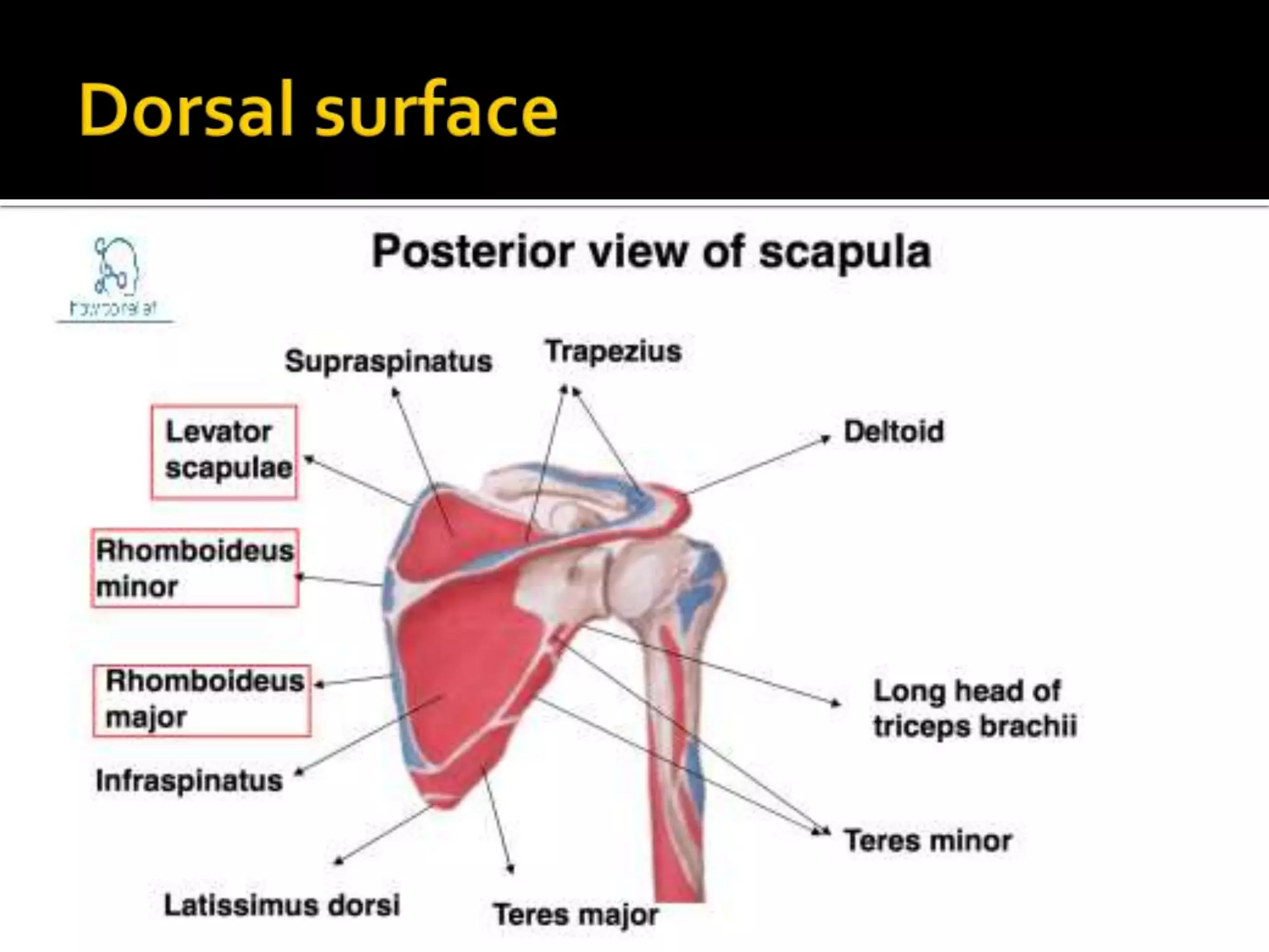 Osteology of Scapula | PPTX