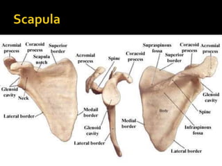 Osteology of Scapula | PPT
