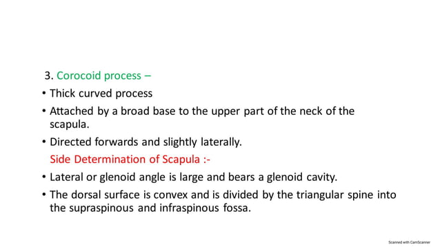 Scapula | PPT