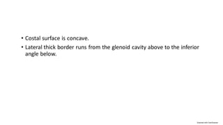 Scapula | PPT