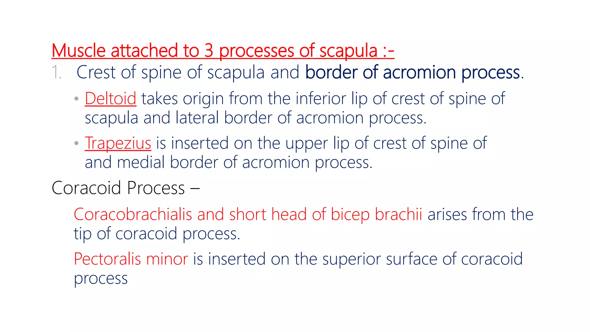 Scapula bone| easy explanation | PPTX