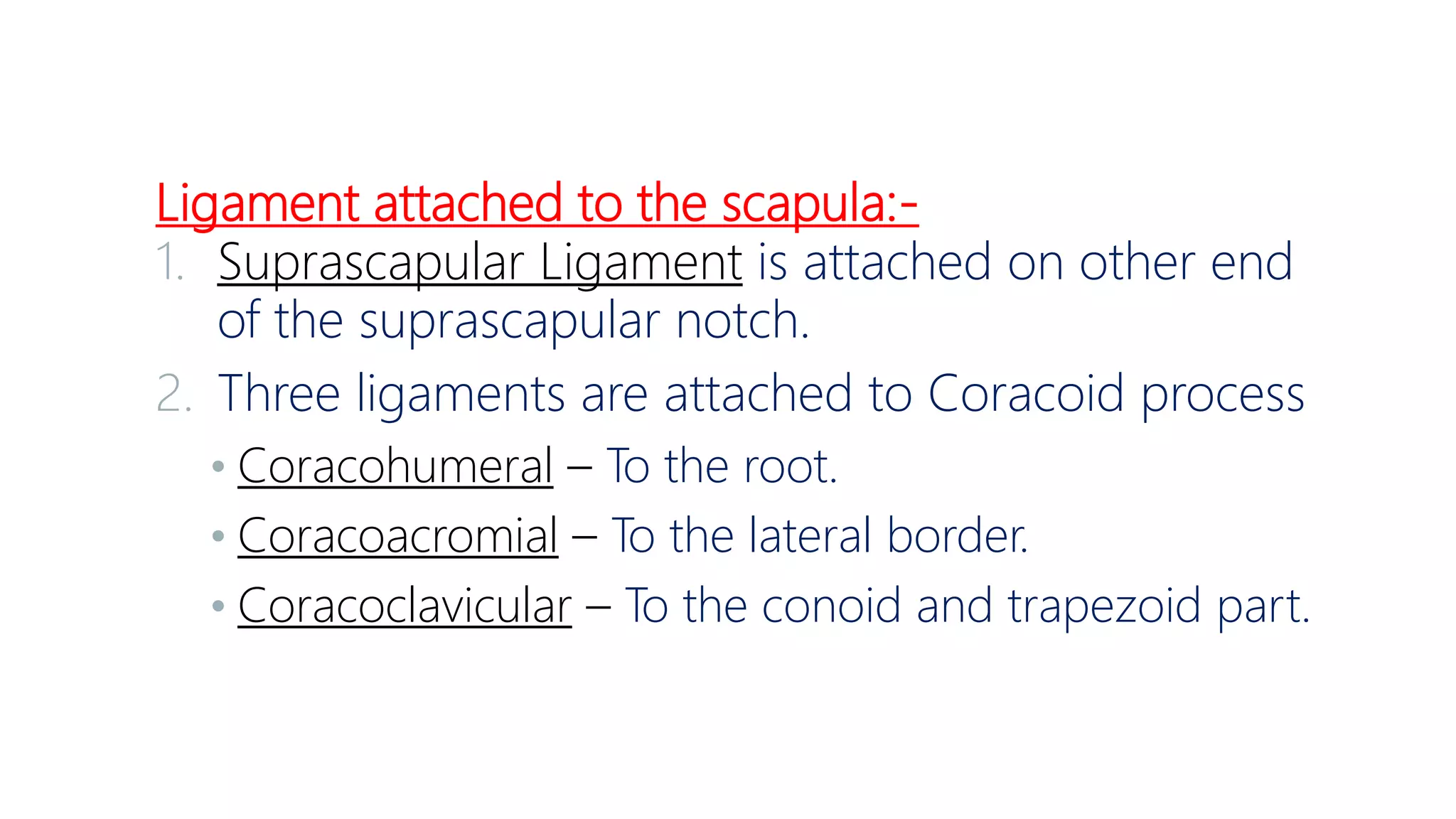 Scapula bone| easy explanation | PPTX