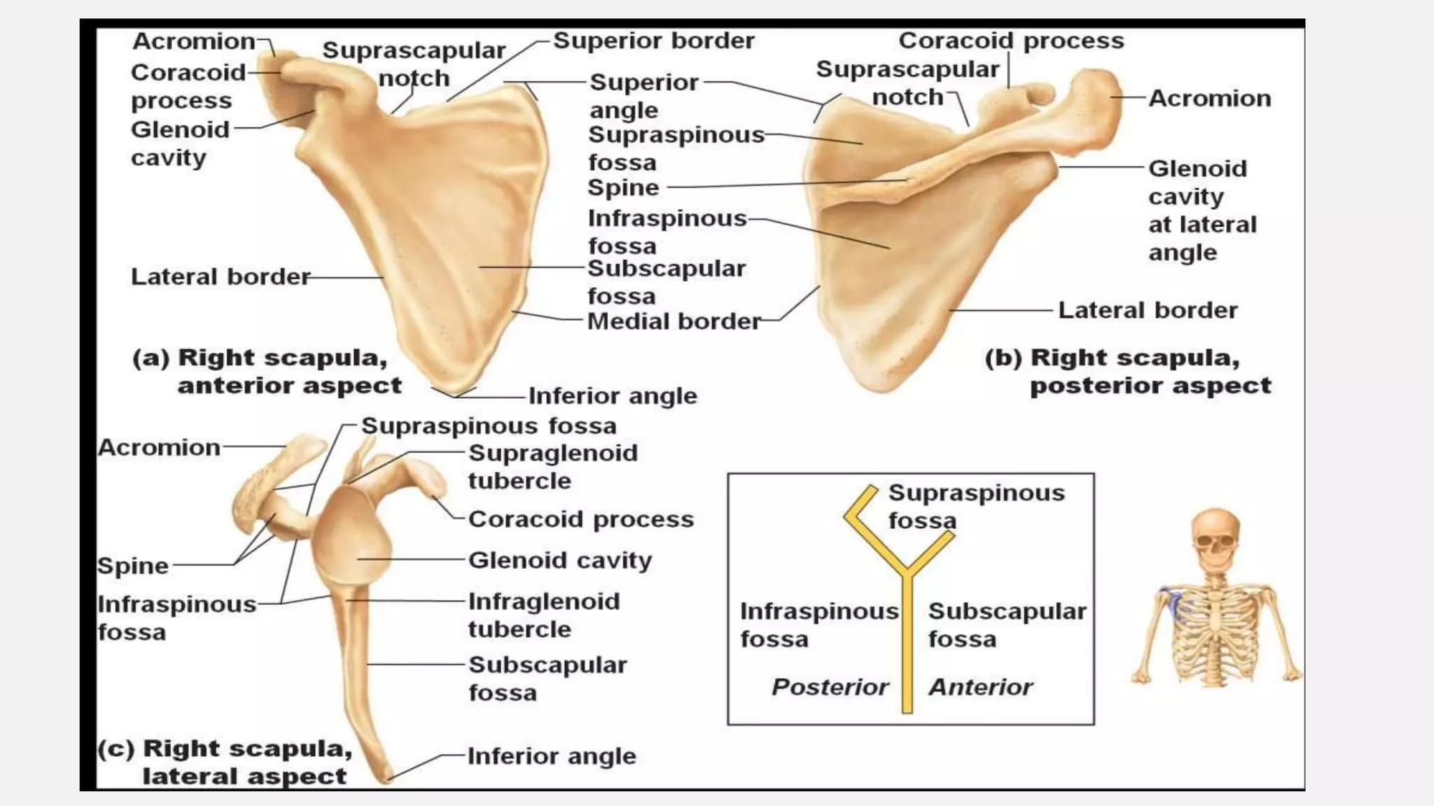 Scapula bone| easy explanation | PPTX