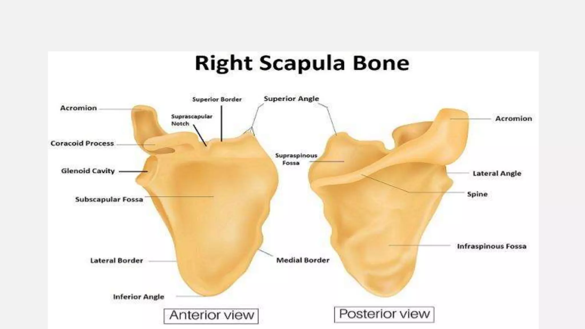 Scapula bone| easy explanation | PPTX | Death, Injury, or Military ...