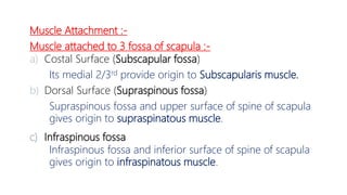 Scapula bone| easy explanation | PPTX