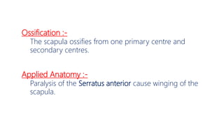 Scapula bone| easy explanation | PPTX