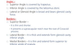 Scapula bone| easy explanation | PPTX