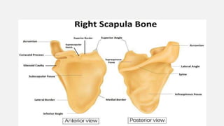 Scapula bone| easy explanation | PPTX