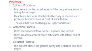 Scapula bone| easy explanation | PPTX