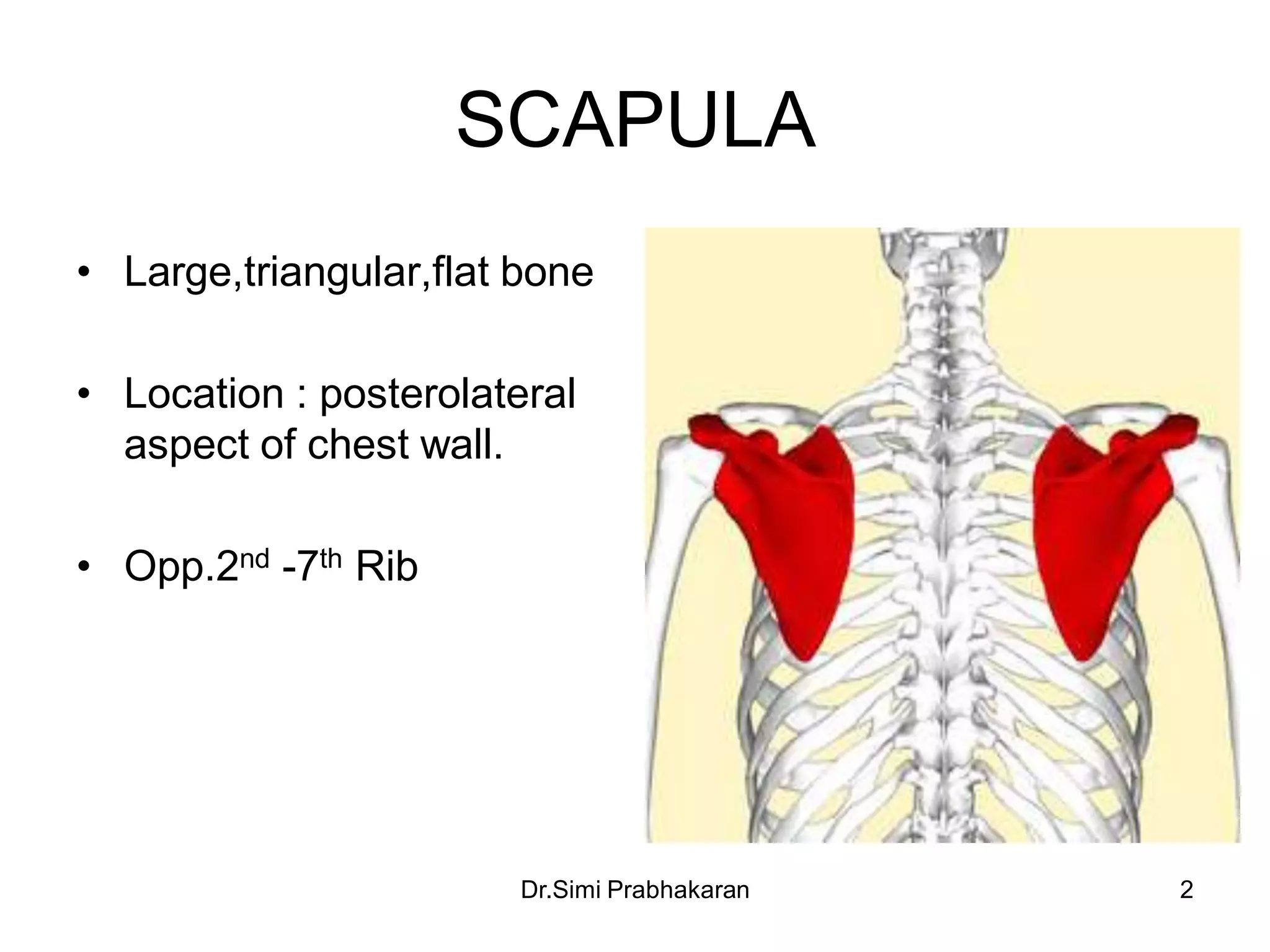 Scapula | PDF