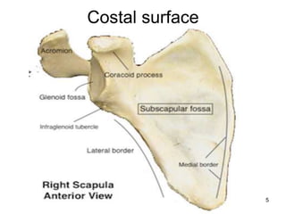 Scapula | PDF