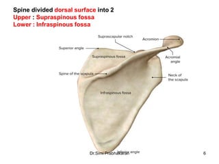 Scapula | PDF