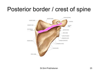 Crest Of Spine Of Scapula