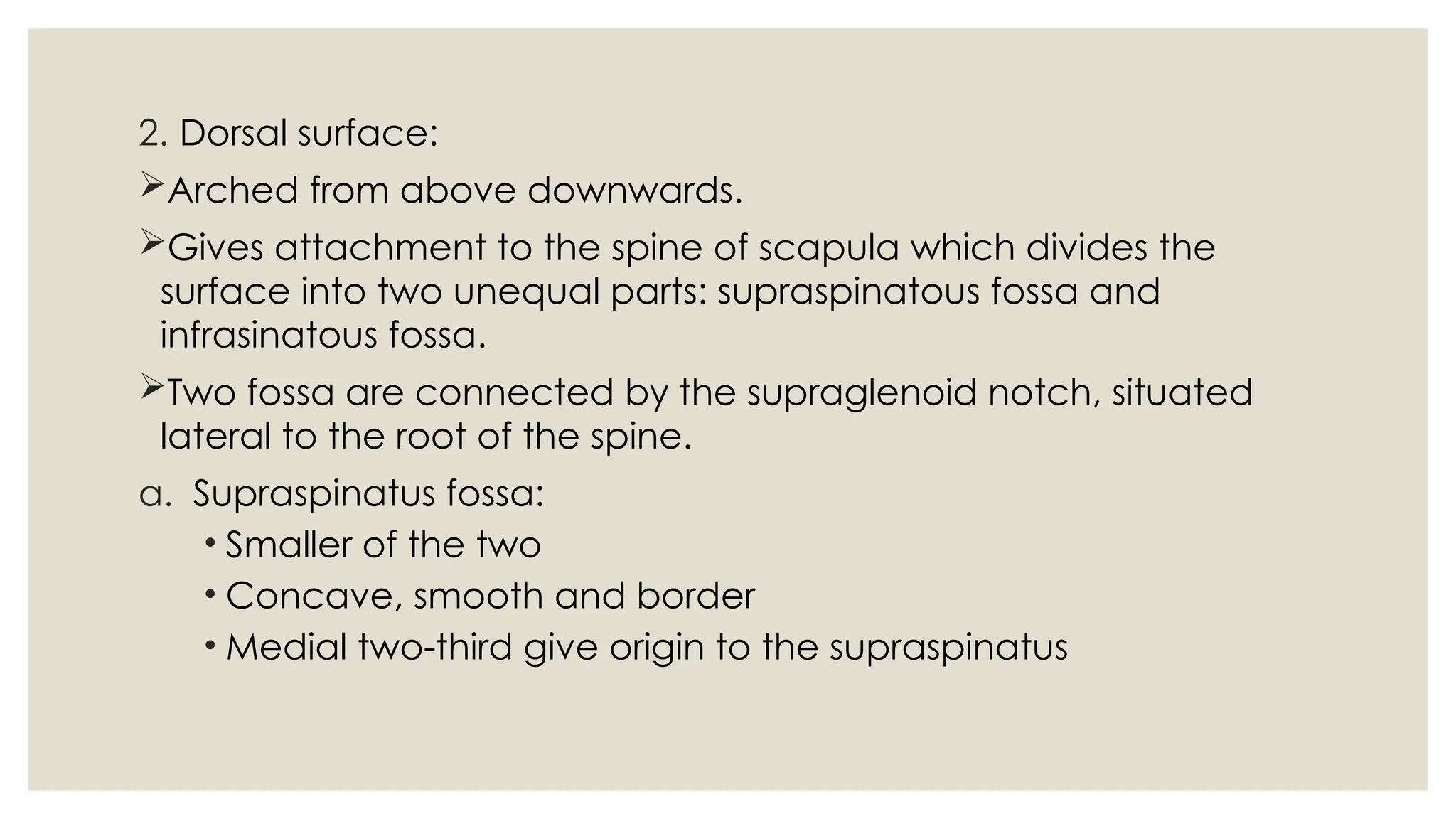 Scapula Anatomy: A Comprehensive Overview for Physiotherapy and Medical ...