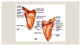 Scapula Anatomy: A Comprehensive Overview for Physiotherapy and Medical ...