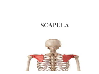 SCAPULA bone complete anatomy ppt with muscle attachment | PPTX