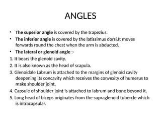SCAPULA bone complete anatomy ppt with muscle attachment | PPTX