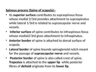 SCAPULA bone complete anatomy ppt with muscle attachment | PPTX