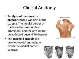 SCAPULA bone complete anatomy ppt with muscle attachment | PPTX