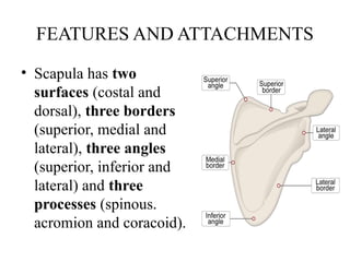 SCAPULA bone complete anatomy ppt with muscle attachment | PPTX