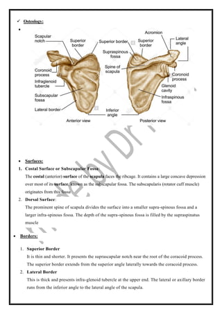 Scapula Bone Anatomy