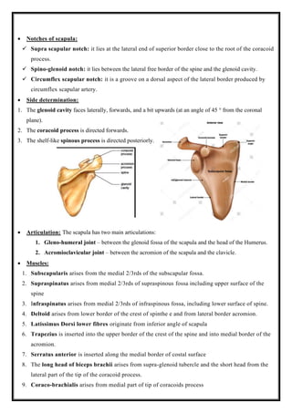 Crest Of Spine Of Scapula