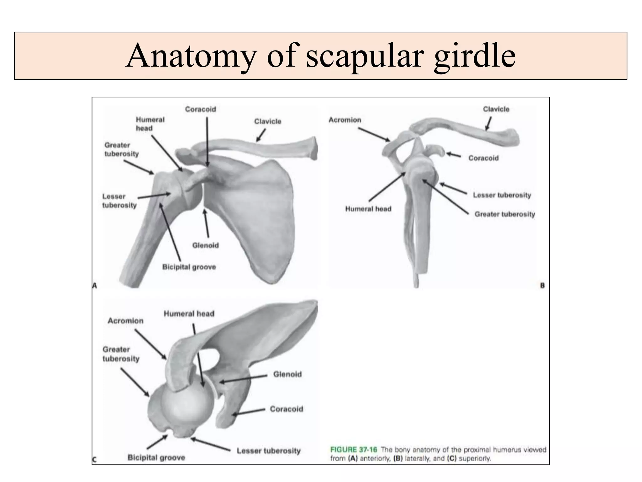 Scapula antomy.pptx