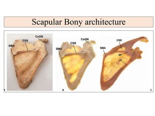 Scapula antomy.pptx