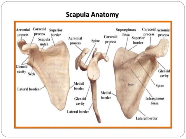 Scapula fracture diagnosis and management | PPTX