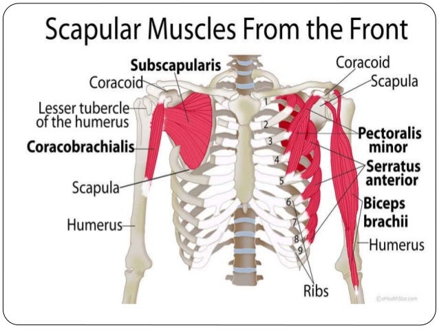 Scapula fracture diagnosis and management