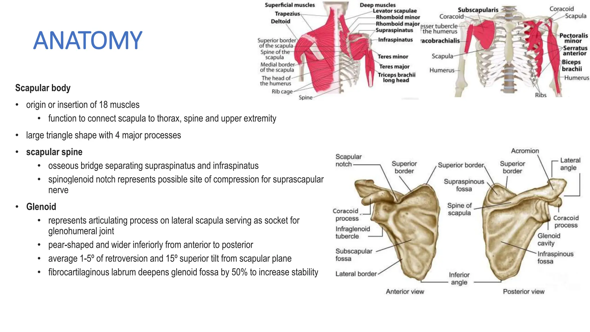 A review of Scapula Fractures with it's managment.pptx
