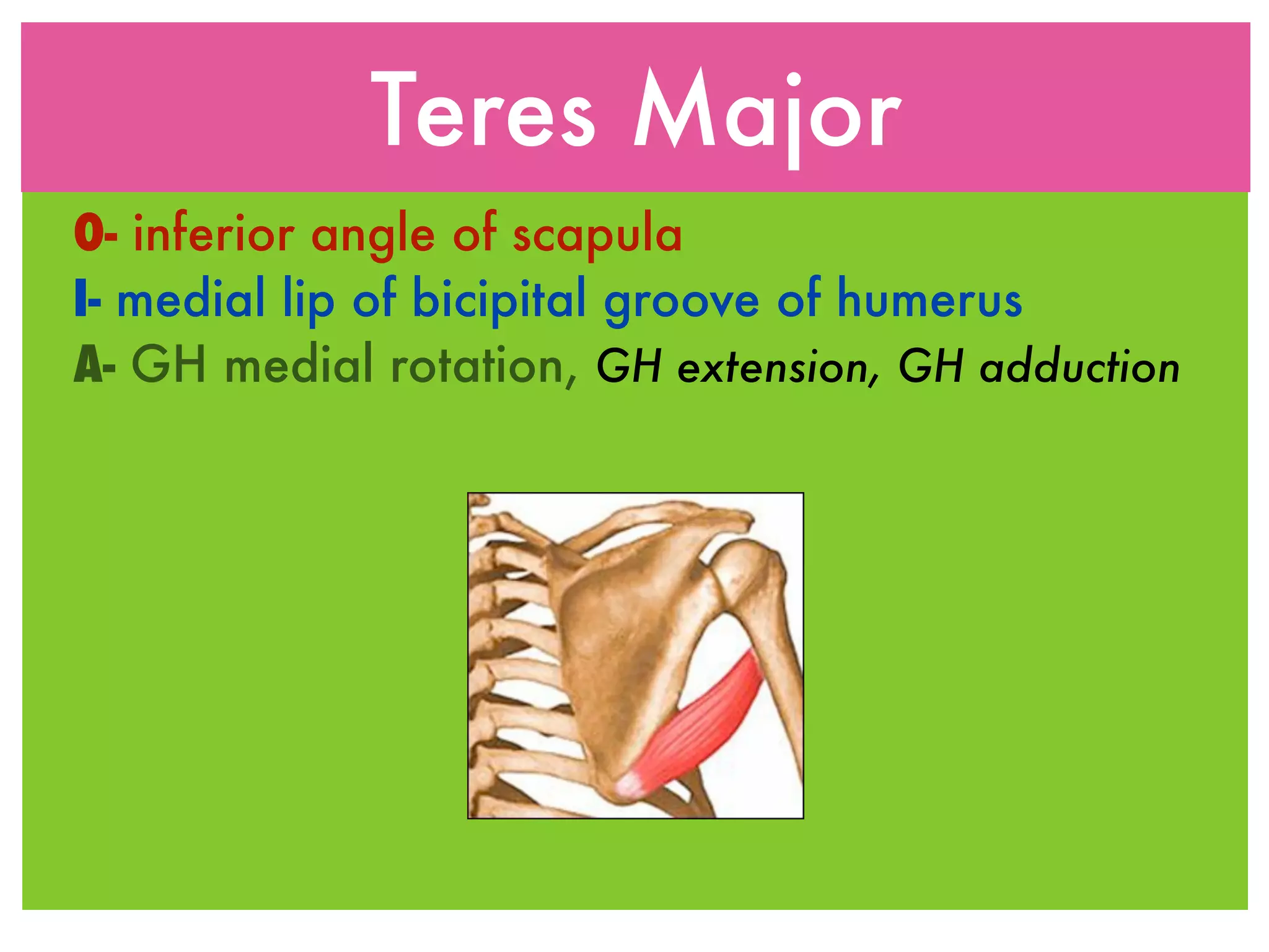 Scapula & gh major project | KEY
