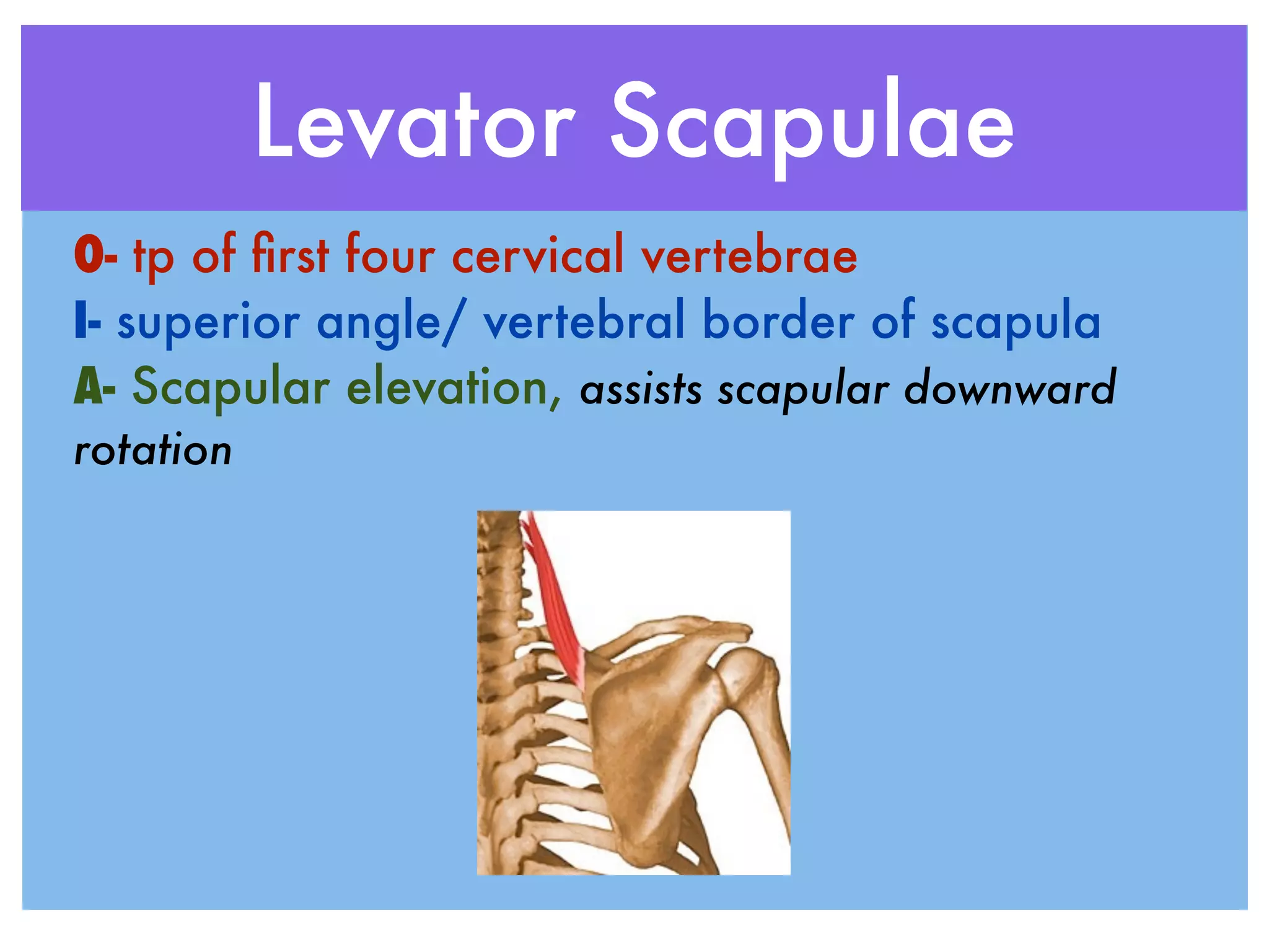 Scapula & gh major project | KEY