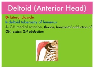 Scapula & gh major project | KEY